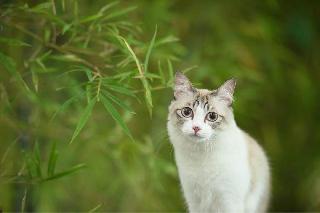 Veterinarian in Bandar Tasek Mutiara, Simpang Ampat | Pawsitive Pet ...