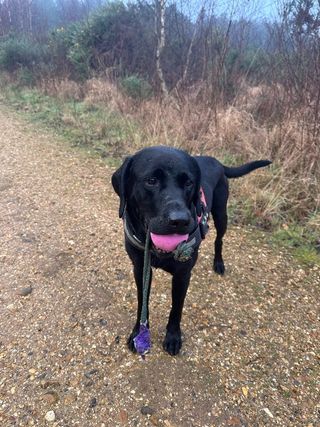 Top Κηφισιά Pet Sitters Prices & Reviews | PetBacker