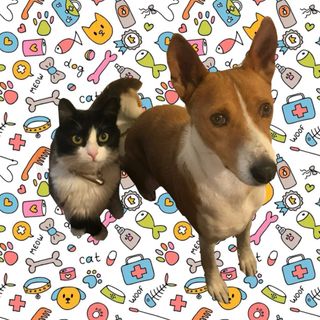 Pet Hotel Home Pet Boarding in Kolokotroni 30, Agios Dometios | Furry ...