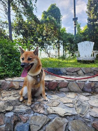 Top Doggy Daycare in Tewantin with Best Prices on PetBacker