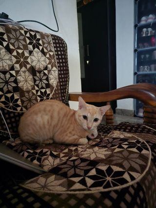 Ftyuj Best Pet Boarding, Grooming for Dogs, Cats with Pickup ...