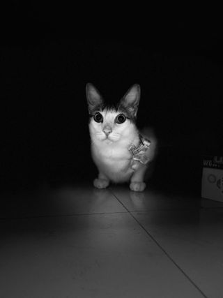 Ftyuj Best Pet Boarding, Grooming for Dogs, Cats with Pickup ...