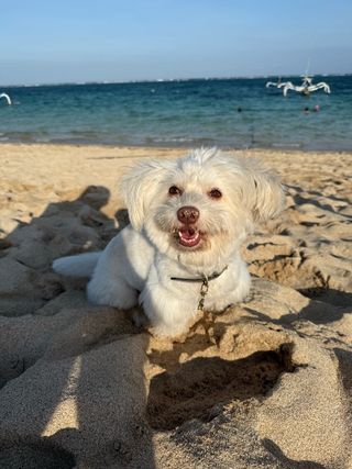 Dog Walking in Bali, Denpasar, Badu, Kota Denpasar | Raja Dog Walker ...