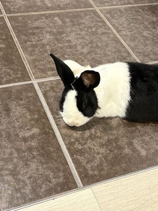 Pet Sitter in Surrey | 🩷The Pet Nanny🩷 | PetBacker British Columbia