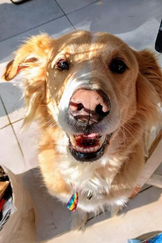 MascotaServicios de cuidado de mascotas en casa del dueño en Buenos ...