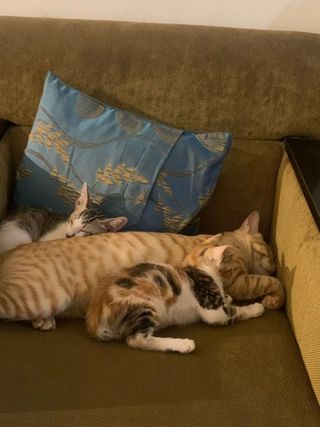 Pet Hotel Home Pet Boarding in Pune, Pune | Pawsitive Haven | PetBacker ...