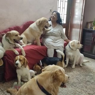 Home dog boarders near me store
