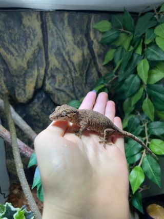 Dog Walking in Malmö Hyllie, Malmö, Malmö | Malmö Victoria Dog Walking ...