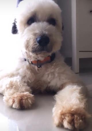 Veterinarian in Bandar Tasek Mutiara, Simpang Ampat | Pawsitive Pet ...