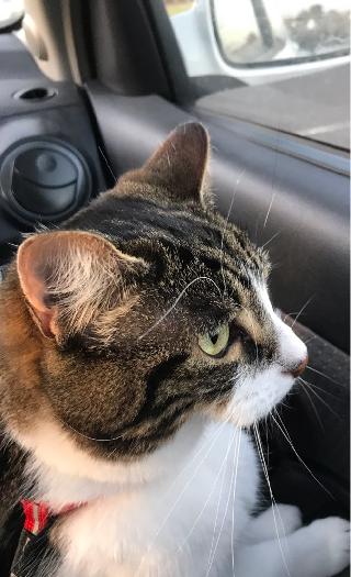 Pet Boarding in Bowmore Road, Noble Park | Mable Cat Boarding ...