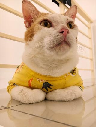 Veterinarian in Bandar Tasek Mutiara, Simpang Ampat | Pawsitive Pet ...
