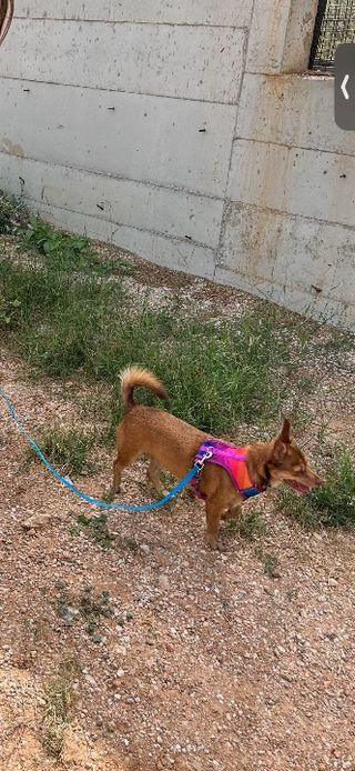 Top Κηφισιά Pet Sitters Prices & Reviews | PetBacker