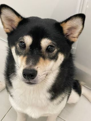 Pet Sitter in Setapak, wangsa maju, KL | KL Dix Pet Sitting | PetBacker ...