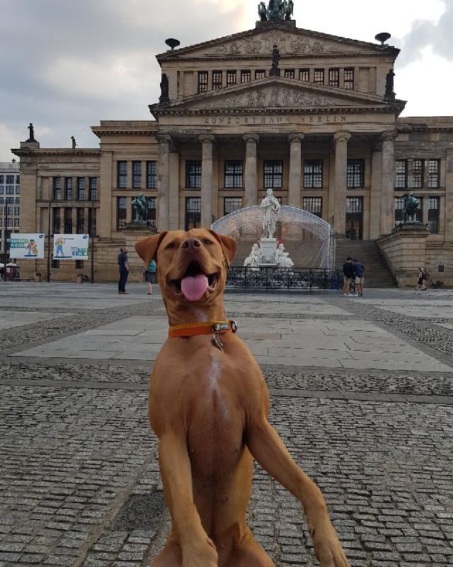 Pet Daycare in Berlin, Charlottenburg | Dog Fun Day | PetBacker Berlin