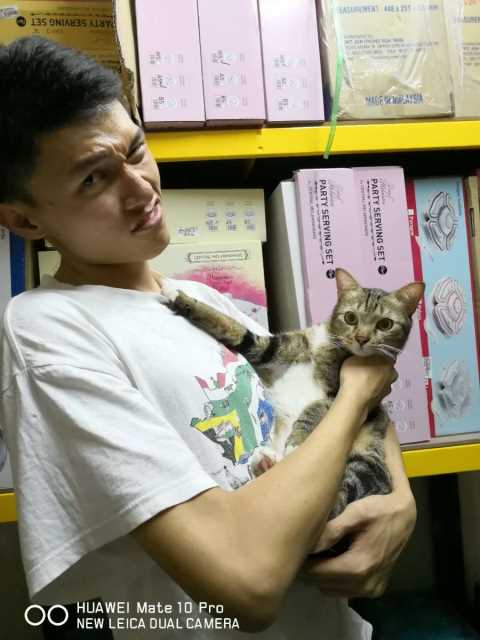 Cat Hotel Home Pet Boarding in Kampung Simpang Reng, Simpang Renggam ...