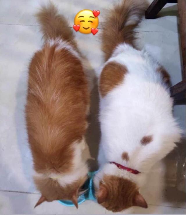 Pet Taxi Transport in Jalan Pejiranan 1116, Tebrau | Johor Bahru Pet ...