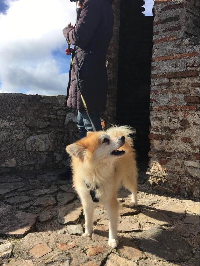 Dog Walking in Barcelona city, Barcelona | Barcelona Dog Walks ...