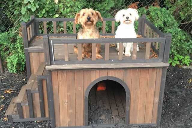 Pet Boarding in Hawkins Ave, Lake Grove | Dog House Boarding & Grooming ...