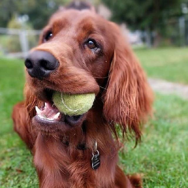 Pet Boarding in Pittsburgh Area , Pittsburgh | Sky's Pet Care ...