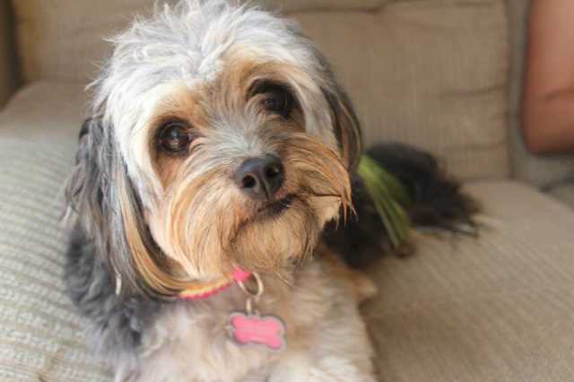 Dog Walking in Lund | Lund Dog Walking | PetBacker Skåne County