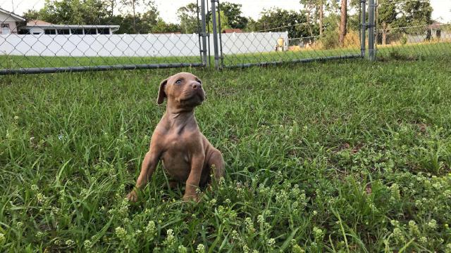 Dog Walking in Ocala, Ocala | Cassidy's Canines | PetBacker Florida