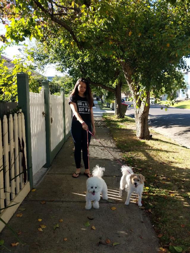 Doggy Daycare in Wilks Street, Caulfield North | Chloe's Day Care ...