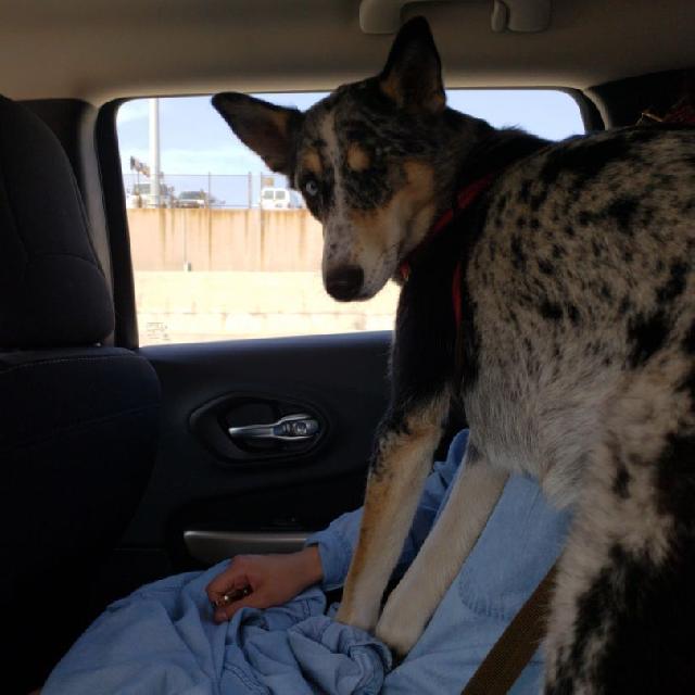 Are Dogs Allowed At Crown Point