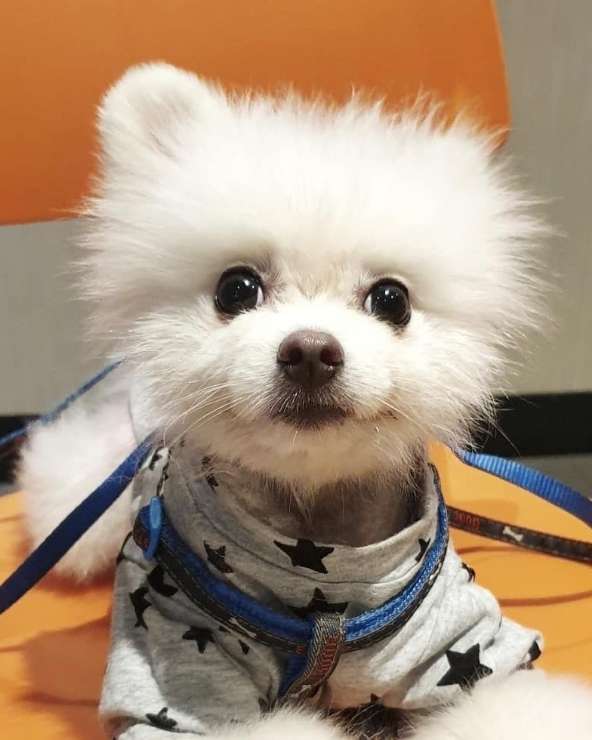 Pejalan Anjing di GLC, Kecamatan Cipondoh | Green Lake Dog Walker ...