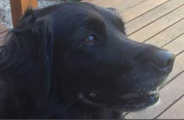 Dog Boarding in Doncaster, Melbourne, Doncaster East | Polaris Holiday ...