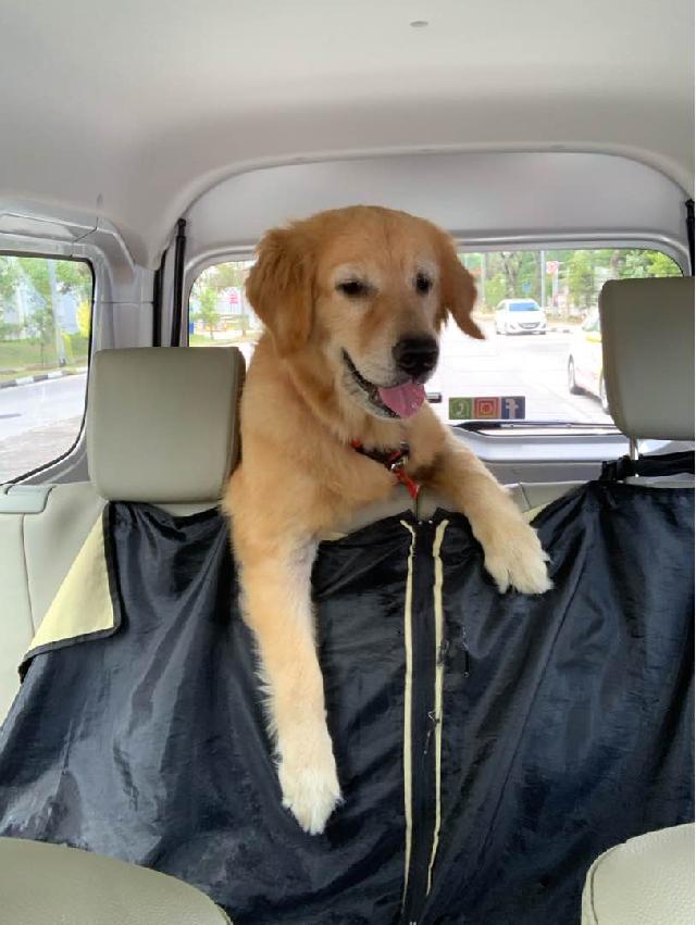 Pet Taxi Transport in LuckyPetStyle , Serangoon | Luckypetstyle ...