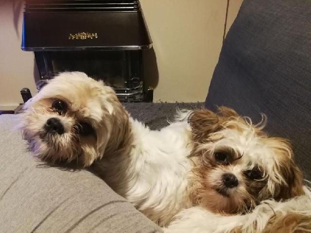 Dog Boarding in Nottingham, Nottinghamshire | A Family And A Friend For ...