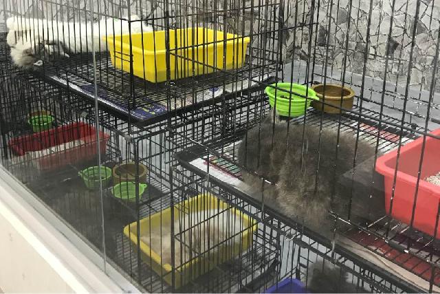 Pet Hotel Home Pet Boarding in adda height 7, Tebrau | Apple Pets ...