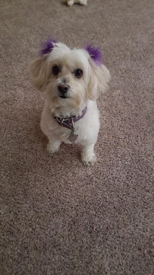 Dog, Cat Taxi Transport in Hudson, FL, Hudson | Heart Of Gold Animal ...