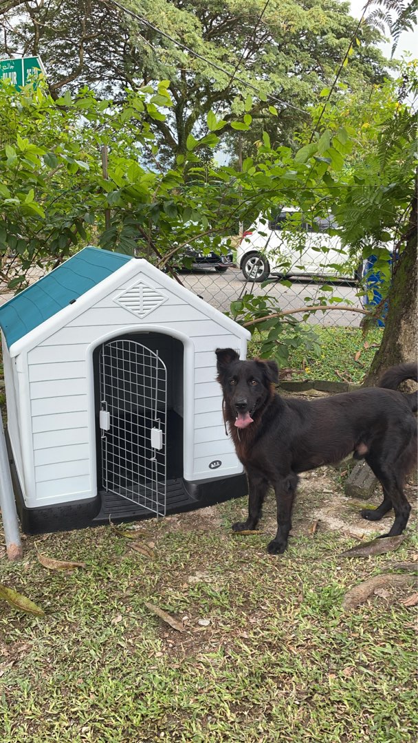 Dog, Rabbit Hotel Home Pet Boarding in Kota Kemuning, Telok Panglima ...