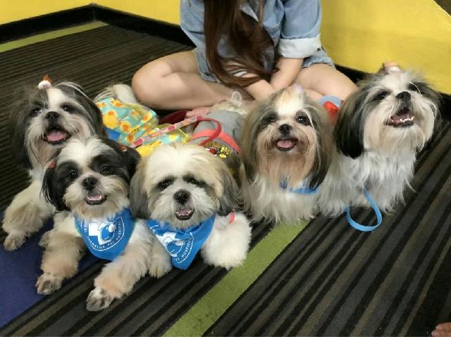 Pet Daycare in หมู่บ้าน GrooveVille, ตำบล ลาดสวาย | บ้านฝากเลี้ยง Pt ...