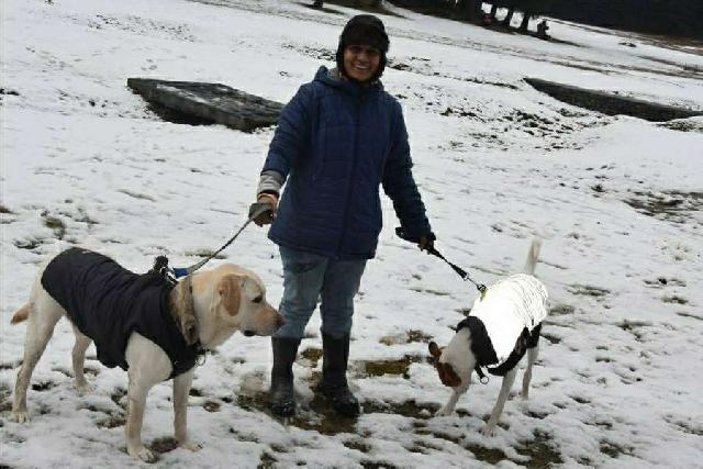 Pet Training in Southern Peripheral , Gurugram | Kukkur Vachan ...