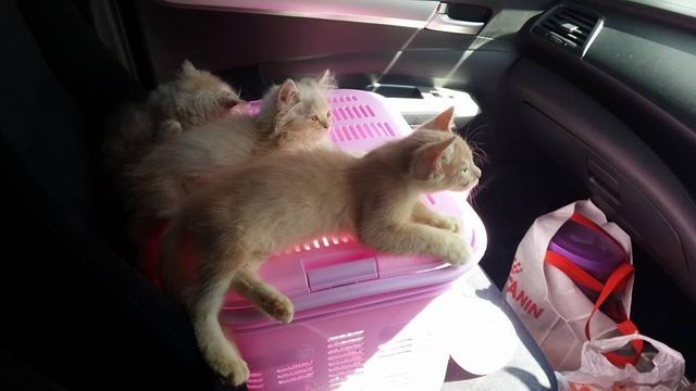 Pet Taxi Transport in KL Selangor area Puc, Sepang | Catclusive Cat ...