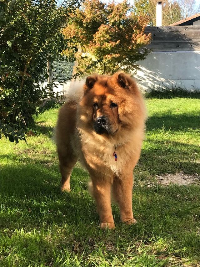 MascotaServicios de cuidado de mascotas en casa del dueño en Almada ...