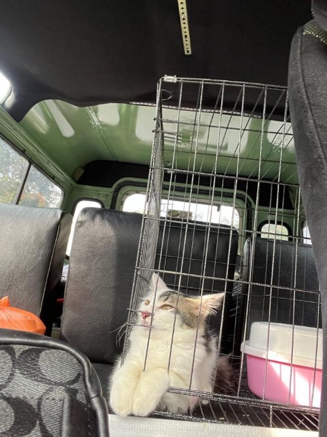Pet Taxi Transport in Bandar baru sentul k, KL | The Kucings Pet Taxi ...