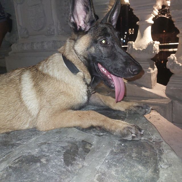 Dog Walking in Manila | Nami (walk Across The Dream) | PetBacker Metro ...