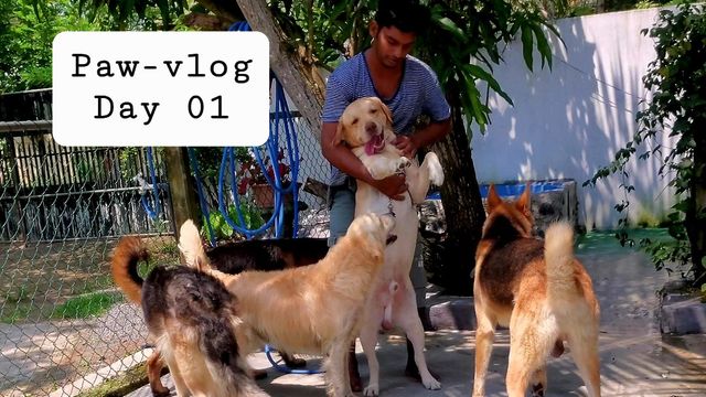Pet Hotel Home Pet Boarding in Sri lanka , western , Negombo | Pawtopia ...