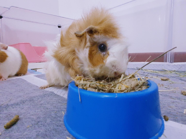 Pet Hotel Home Pet Boarding in Yishun, Singapore | Guinea Pig Boarding ...