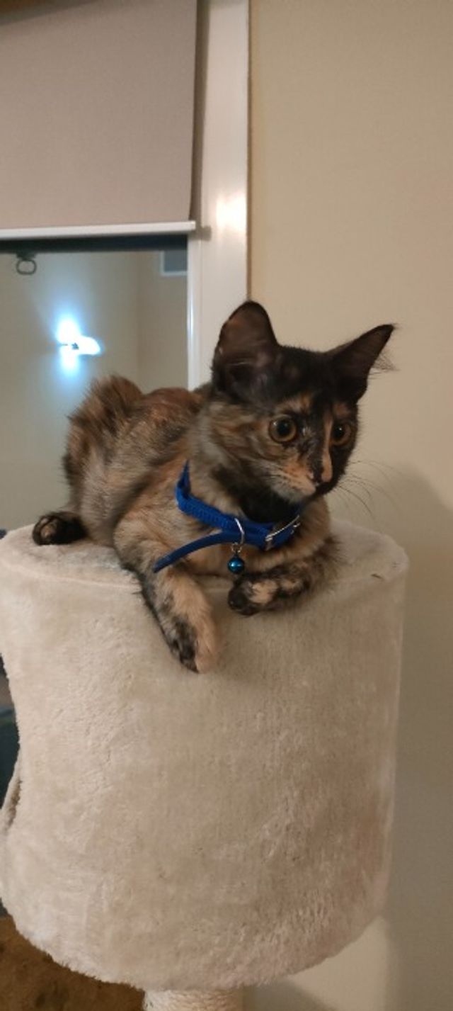 Pet Sitter in Doha | Cats' Playmate | PetBacker Doha