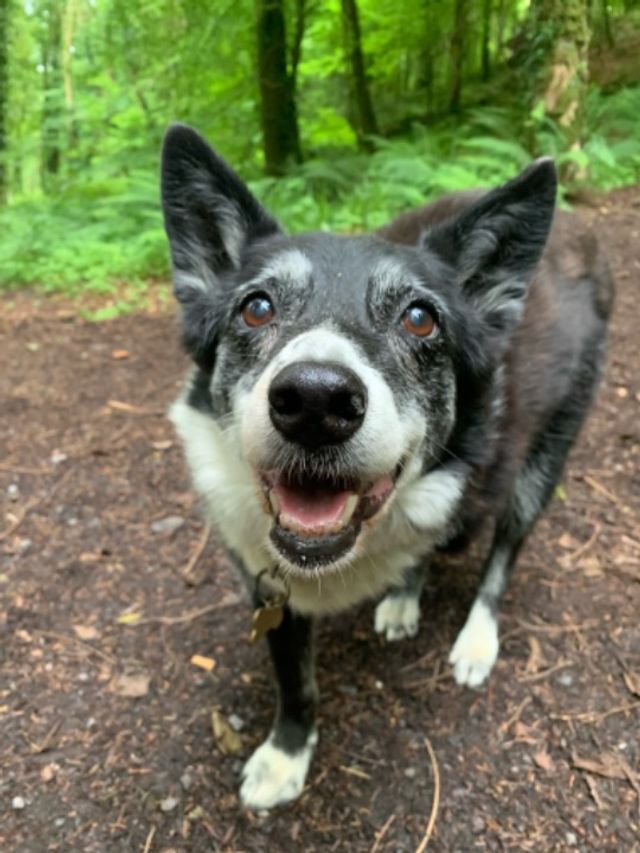 Dog Walking in MARUYAMA Cho, Shibuya-Ku | Walking In Tokyo With Louise ...