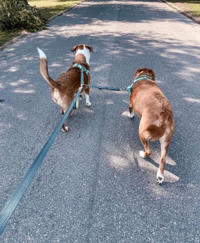 Dog Walking in Shivaji park mahim d, Mumbai | Kimberly Fernz ...