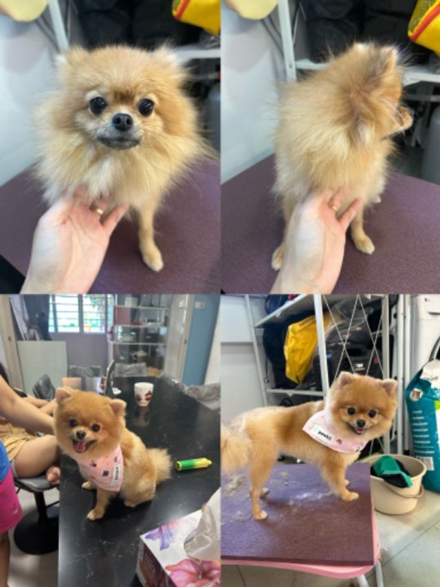 Pet Grooming in Siglap Terrace, 3A | Pawcation - Groom-a-paw ...