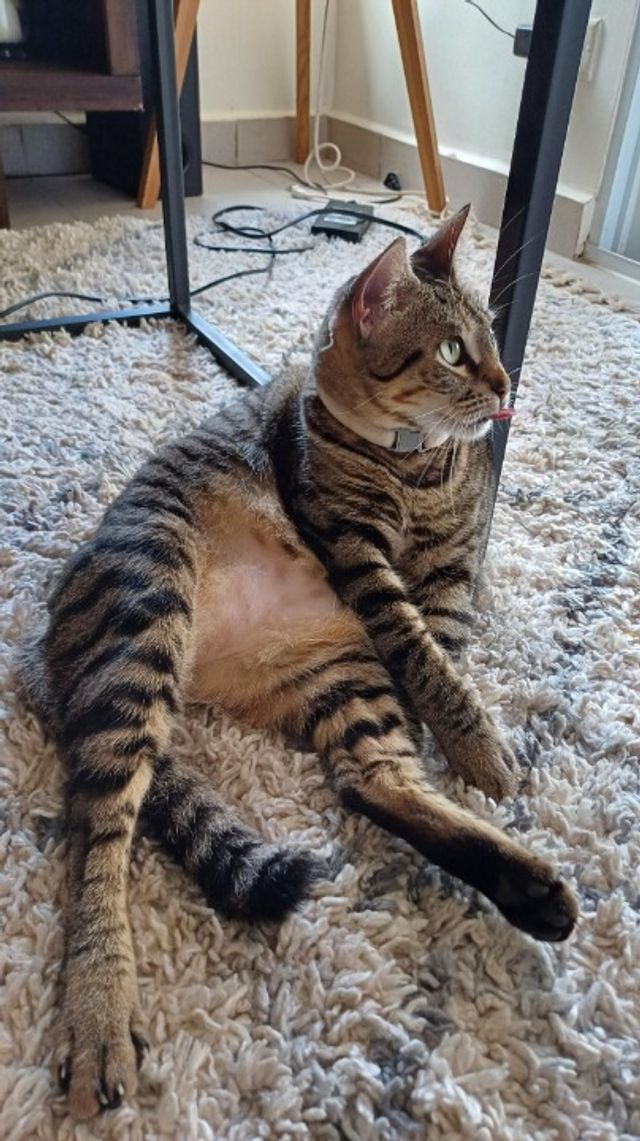 Pet Daycare in Panama City or West , Panamá | Panama Lucy Cat Lover! 🐱🥰 ...