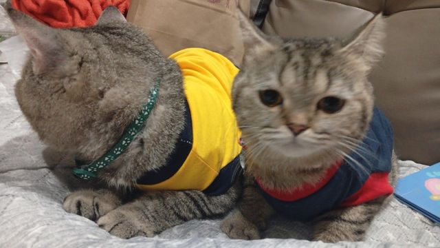 Pet Sitter in Meru, Ipoh, Ipoh | Meru Cat Sitter | PetBacker Perak