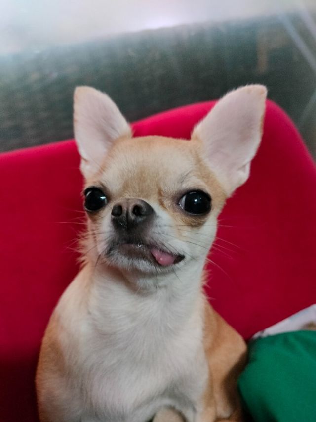 Pet โรงแรมรับฝากสัตว์เลี้ยงตามบ้าน ใน , | Micah And Marie | PetBacker ...