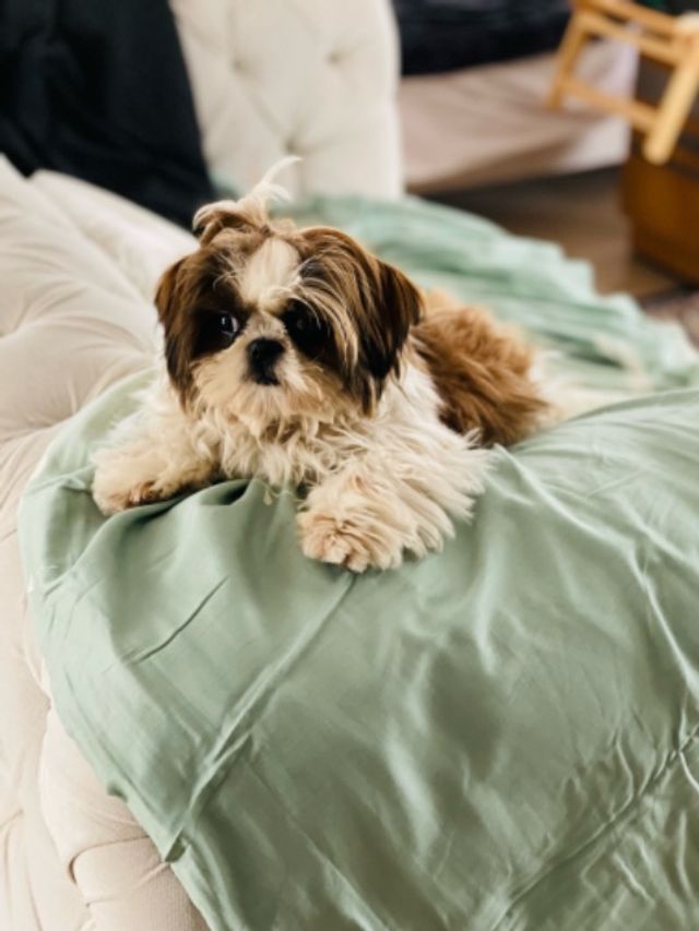 Pet Training in st Street, Al Khobar | Lovin Pet Care | PetBacker ...